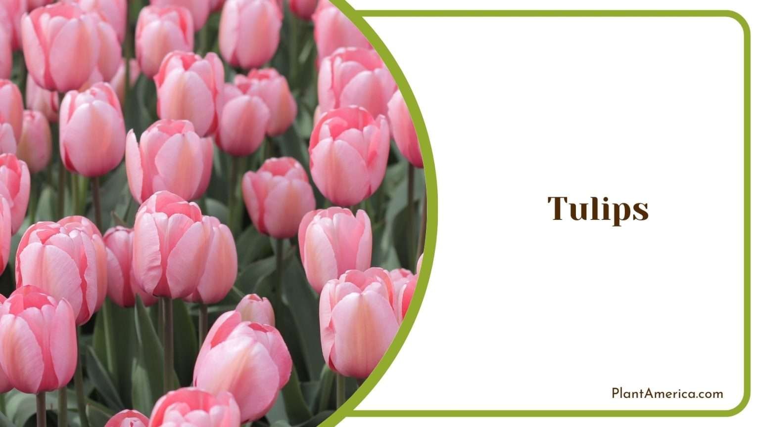32 Seasonal Flowers that Will Brighten Your Garden In Spring - Plant ...