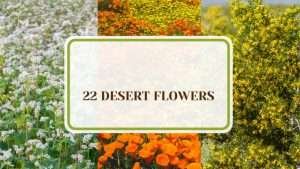 22 Desert Flowers You Need to See Bloom in Your Garden - Plant America