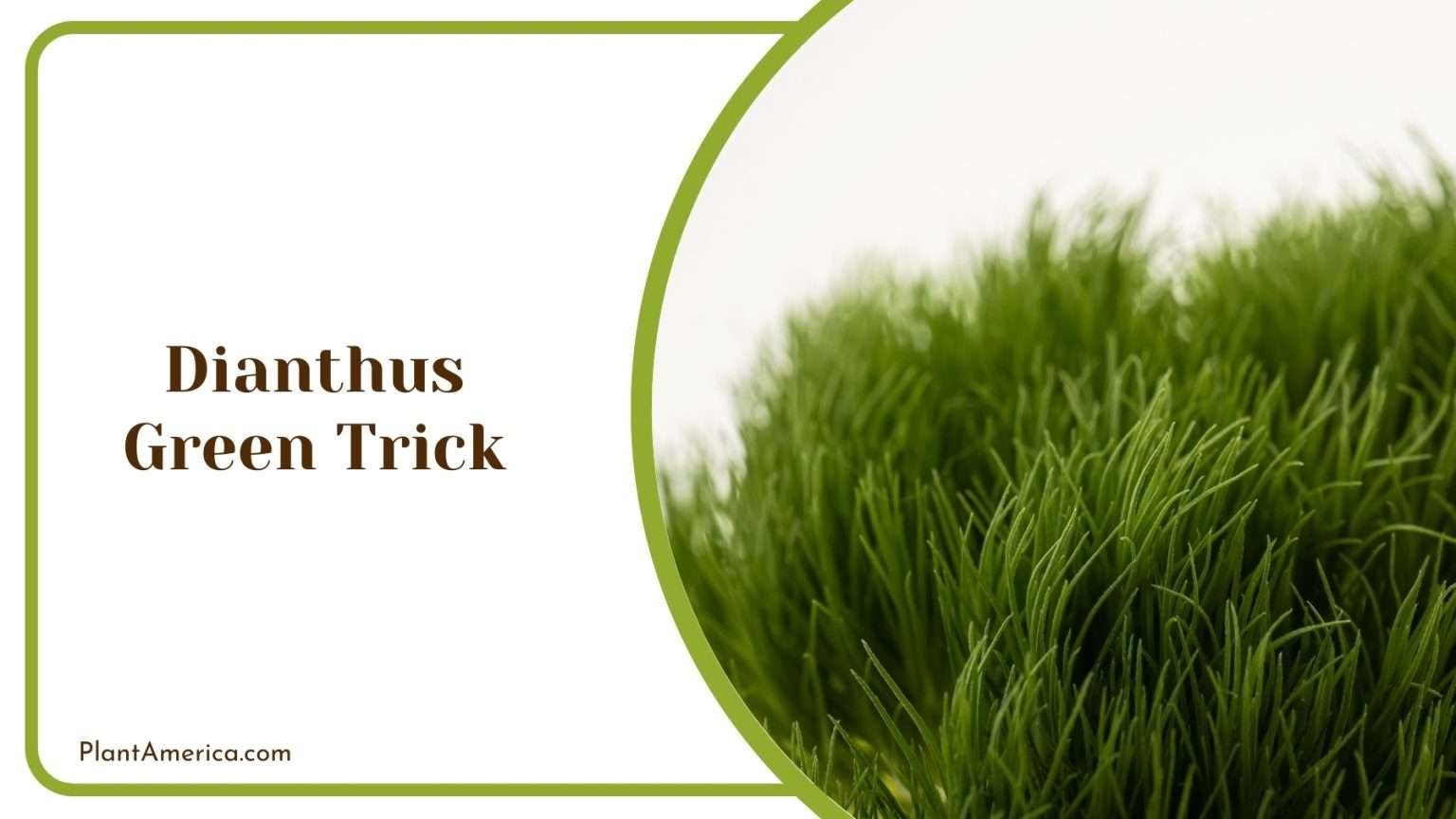 23 Green Flowers Varieties to Brighten Up Your Garden - Plant America