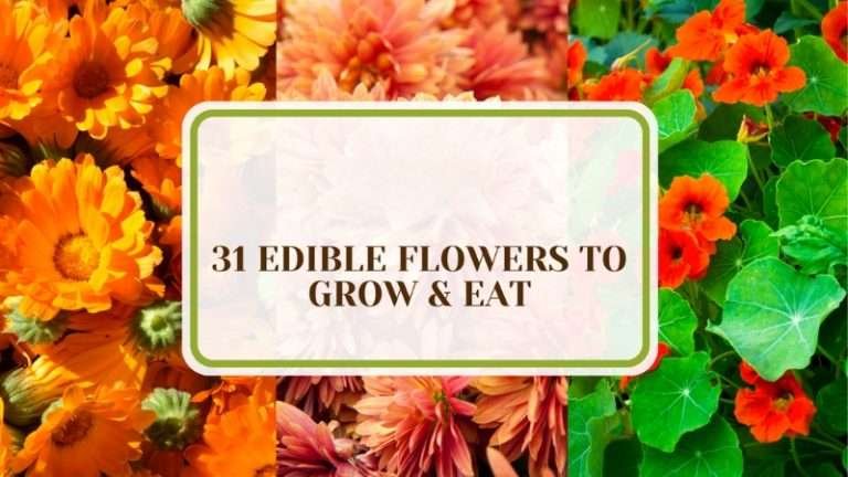 31 Edible Flowers You Can Grow And Eat in Your Gardens - Plant America