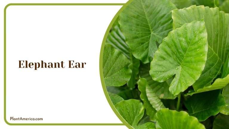 20 Tropical Plants in Florida that Thrive Beautifully in Summer - Plant ...