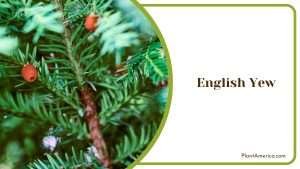 6 Types of Yew Varieties to Consider for Your Garden - Plant America