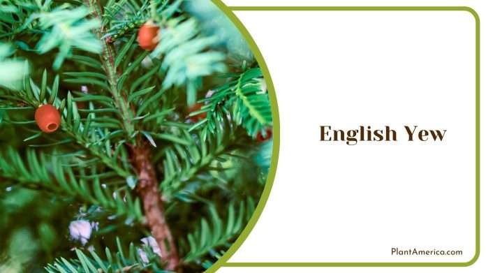 6 Types of Yew Varieties to Consider for Your Garden - Plant America