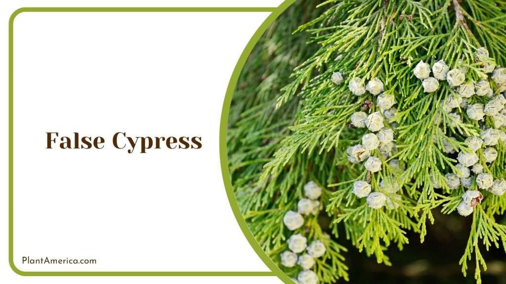 20 Hedge Plants That Add Instant Privacy and Floral Beauty - Plant America