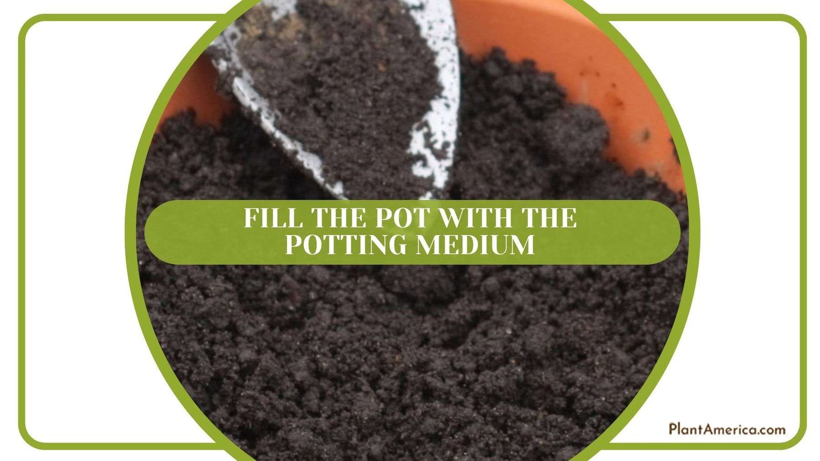 How to Transplant Venus Fly Trap: Clear Steps for All - Plant America