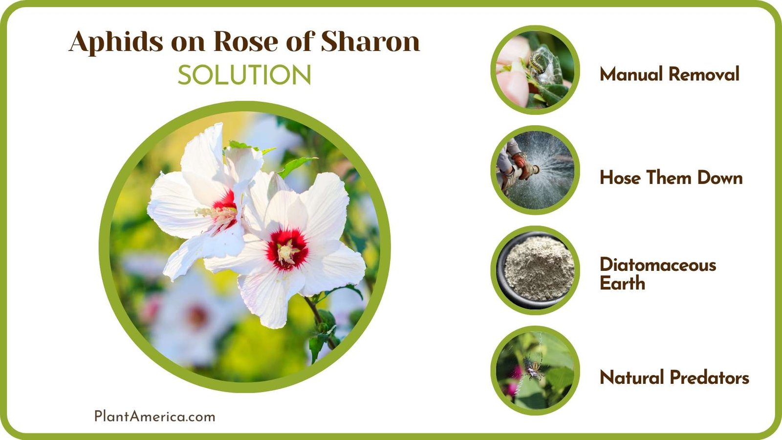 Aphids on Rose of Sharon — How To Control Pests Effectively - Plant America