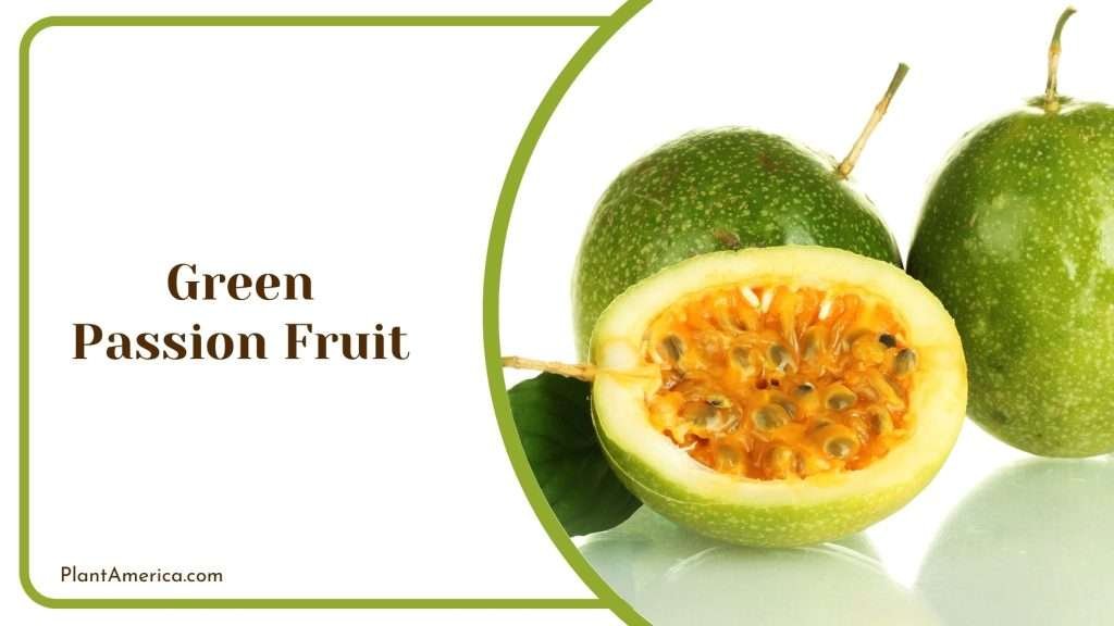 19 Best Green Fruits for Growing in Your Edible Garden - Plant America
