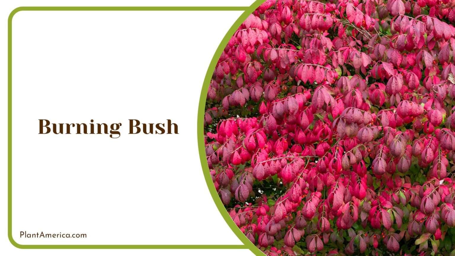 20 Hedge Plants That Add Instant Privacy and Floral Beauty - Plant America