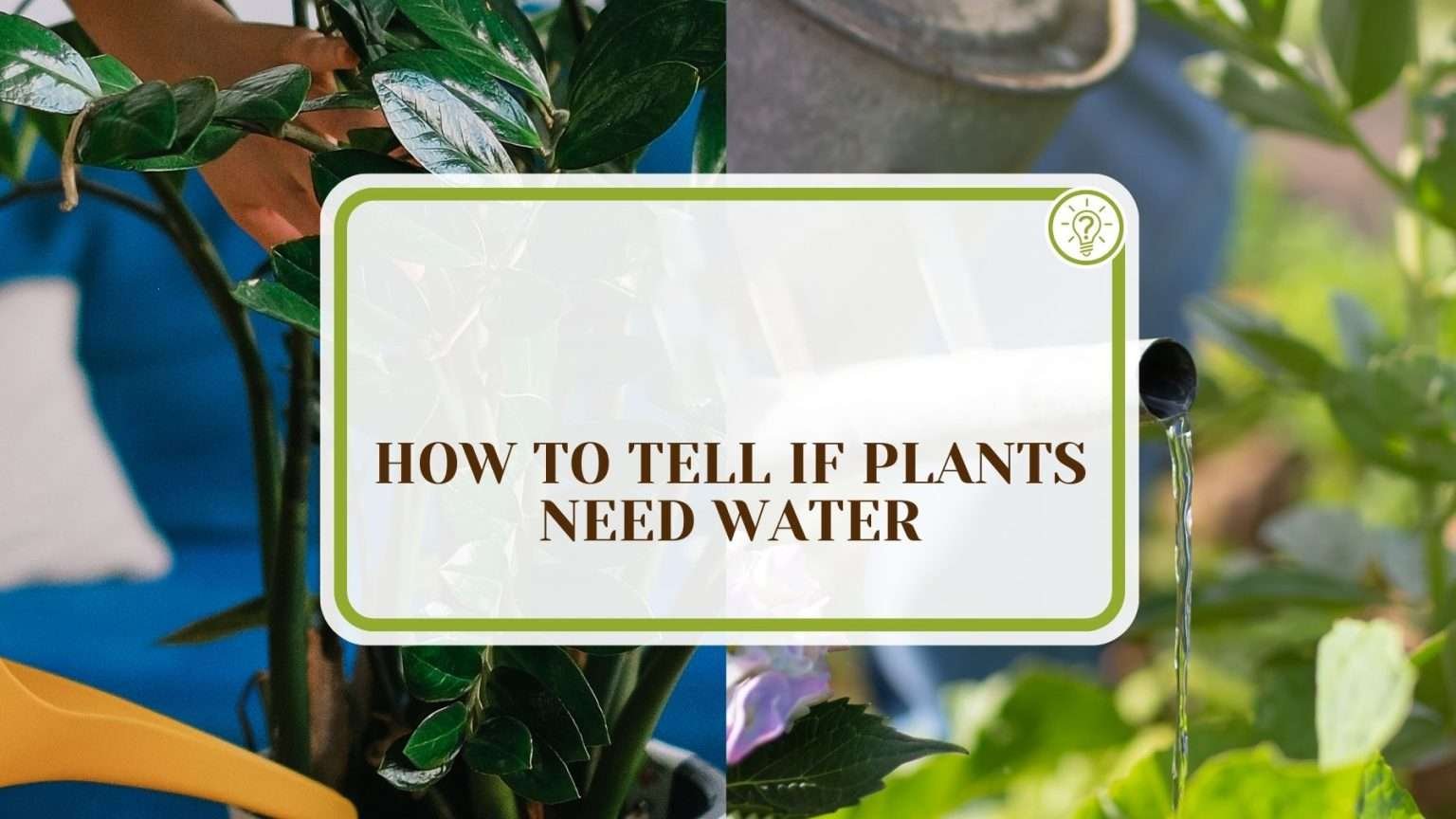 How to Tell if Plants Need Water: What are Different Ways? - Plant America