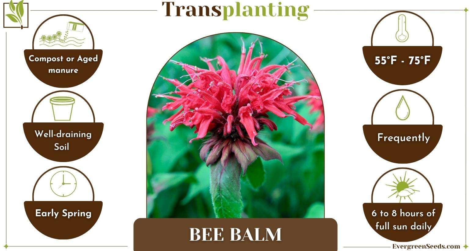 How To Transplant Bee Balm And Keep Your Garden Bees Happy Plant America