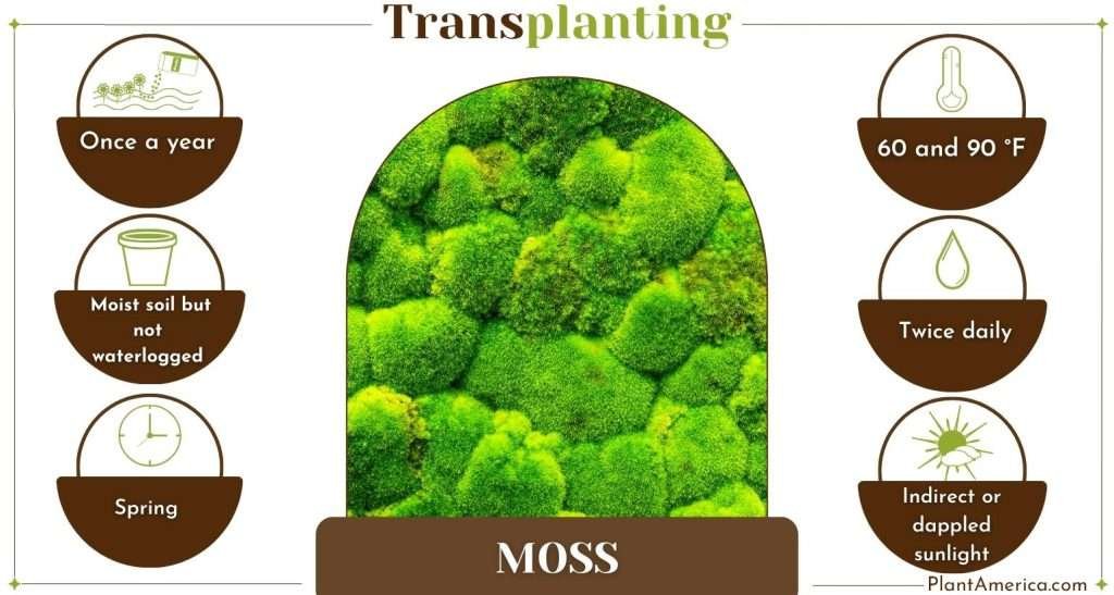 How to Transplant Moss: Step-By-Step Guide - Plant America
