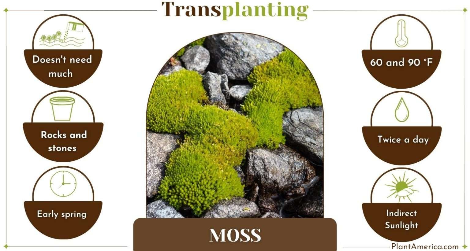 How To Transplant Moss
