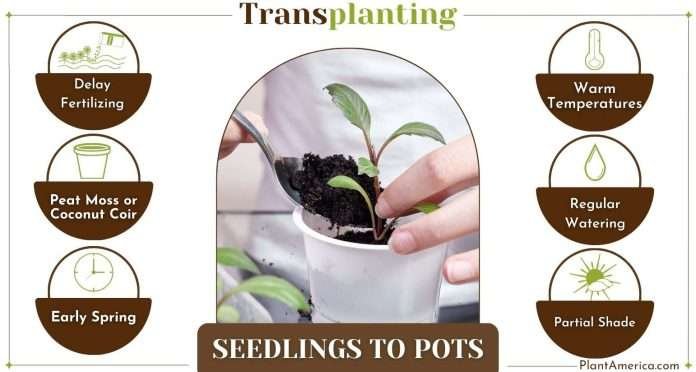 How to Transplant Seedlings to Pots: All You Need to Know - Plant America