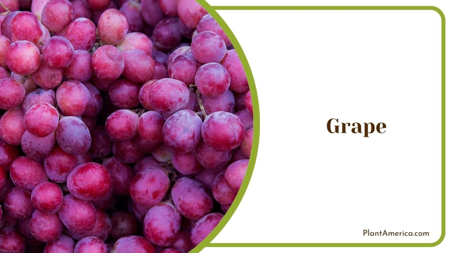 34 Perennial Fruits to Plant for Year-Round New Produce - Plant America