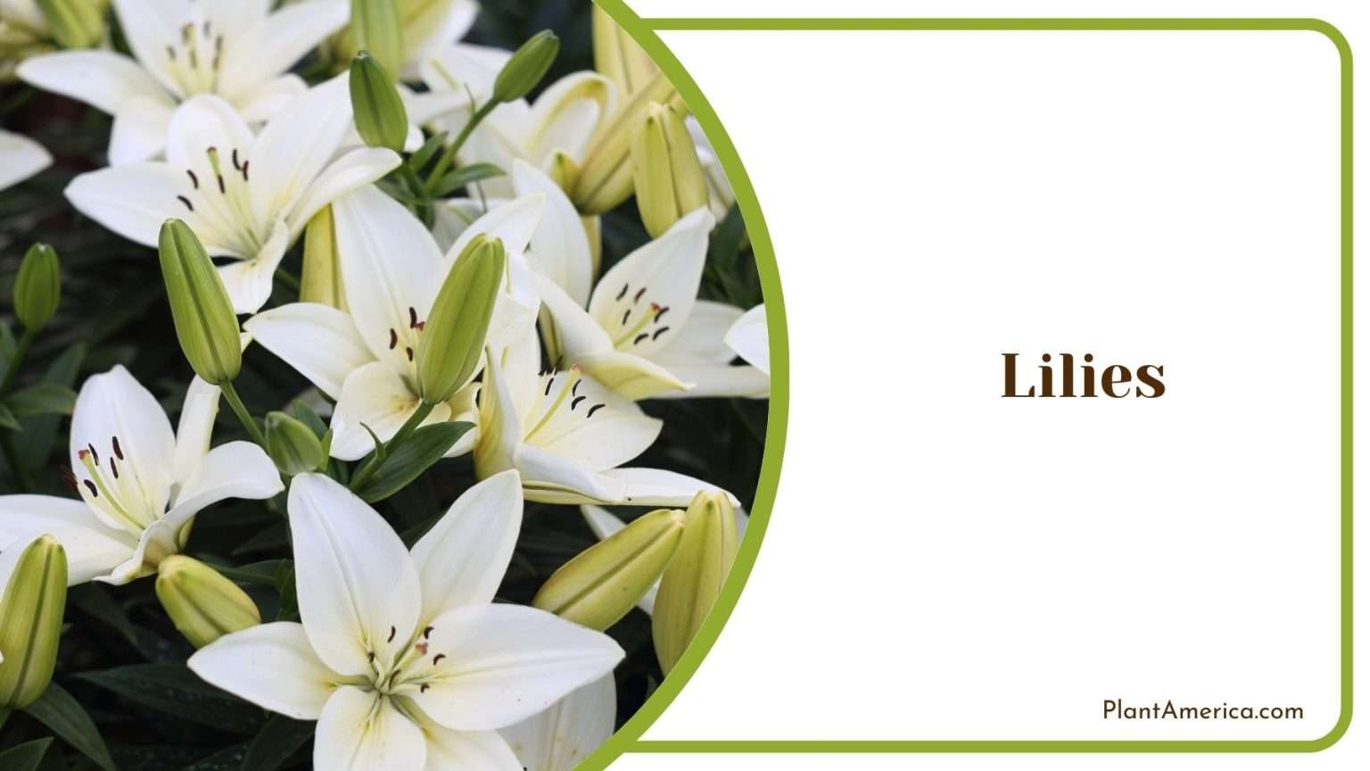 15 Masculine Flowers You Should Grow In Your Garden - Plant America