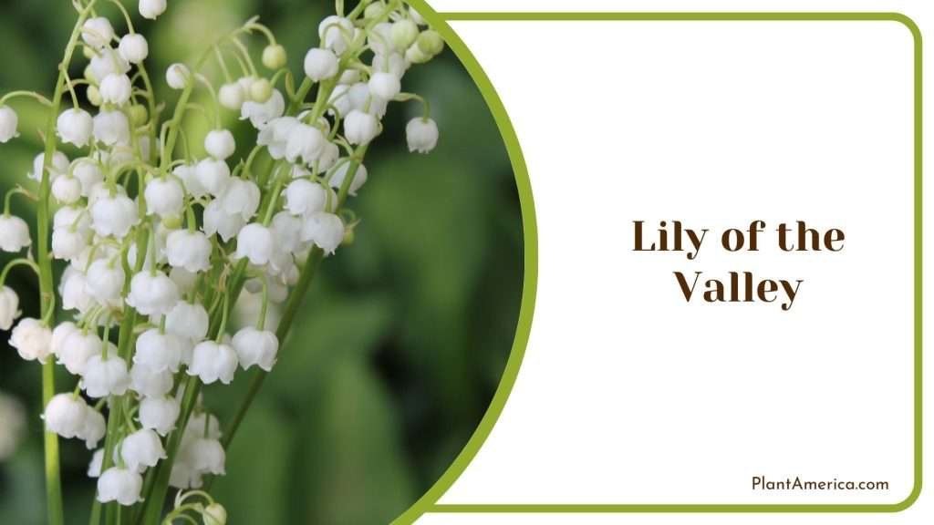 12 Official Birth Month Flowers and Their Meanings - Plant America