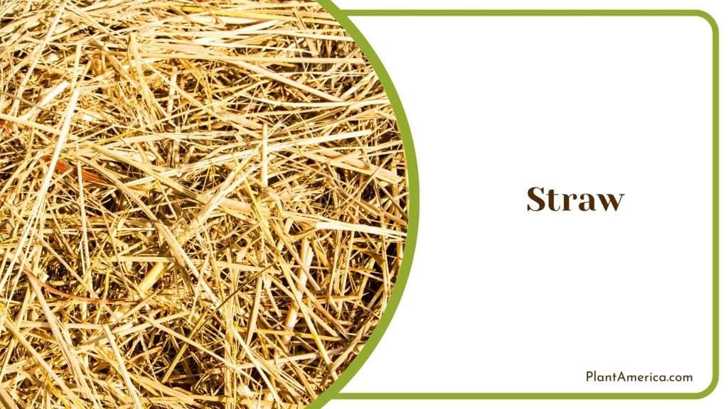 14 Sawdust in Garden Creative Ideas You Should Know - Plant America