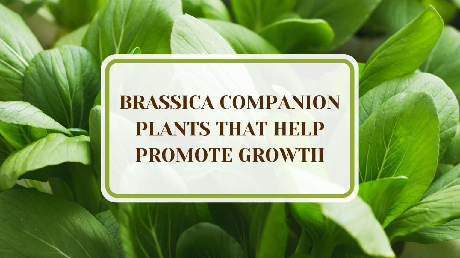 20 Brassica Companion Plants that Help Promote Growth - Plant America