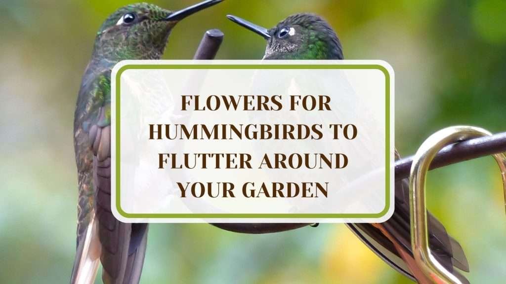 21 Flowers for Hummingbirds to Flutter Around Your Garden - Plant America