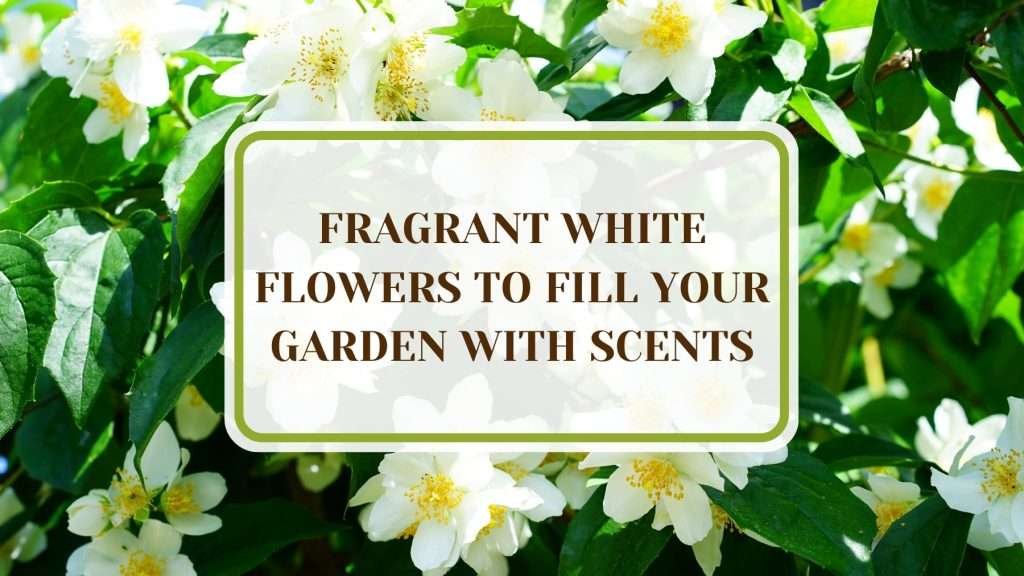 16 Fragrant White Flowers to Fill Your Garden with Scents - Plant America