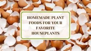 10 Homemade Plant Foods for Your Favorite Houseplants - Plant America