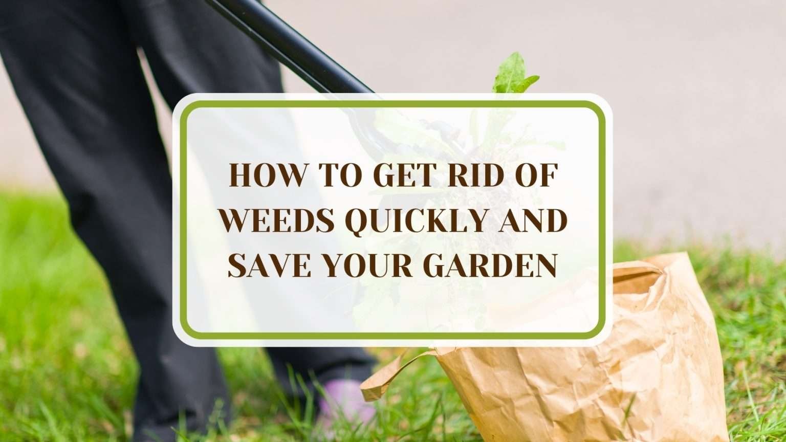 How to Get Rid of Weeds Quickly: 14 Best Ways To Save Your Garden ...