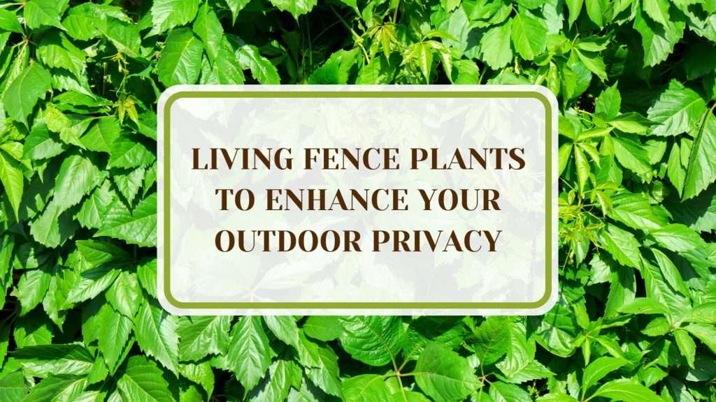 16 Living Fence Plants to Enhance Your Outdoor Privacy - Plant America