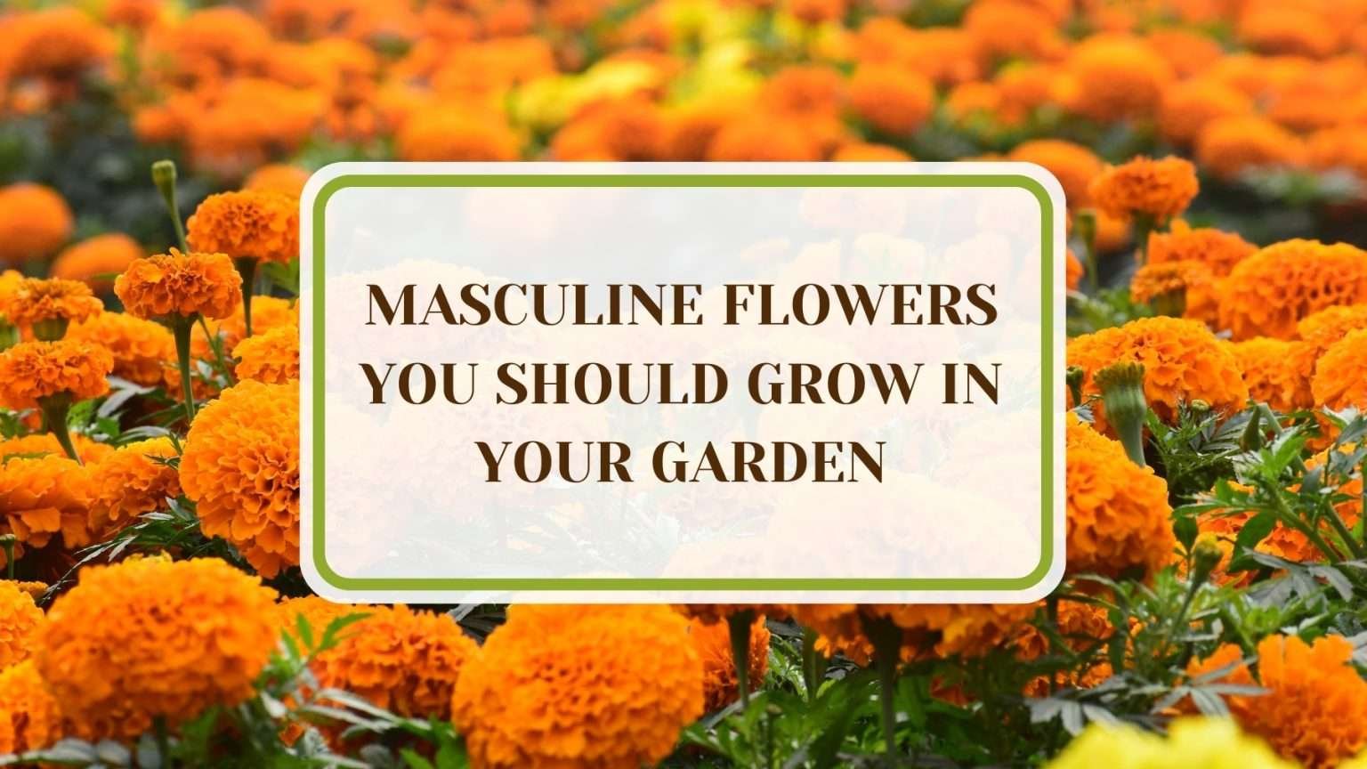 15 Masculine Flowers You Should Grow In Your Garden - Plant America