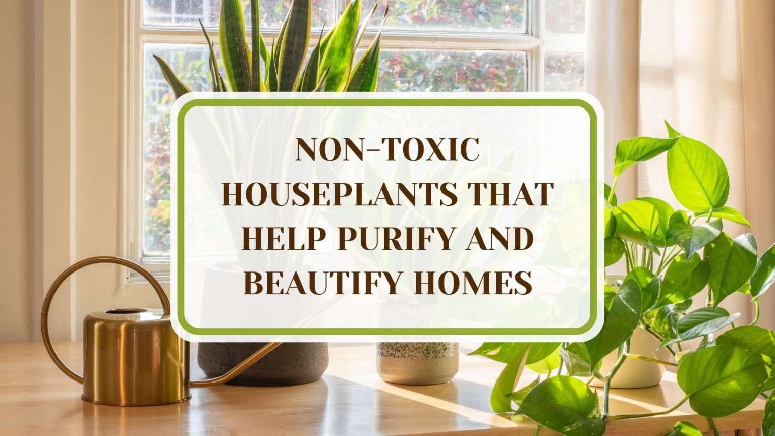 23 Non-Toxic Houseplants That Help Purify And Beautify Homes - Plant ...