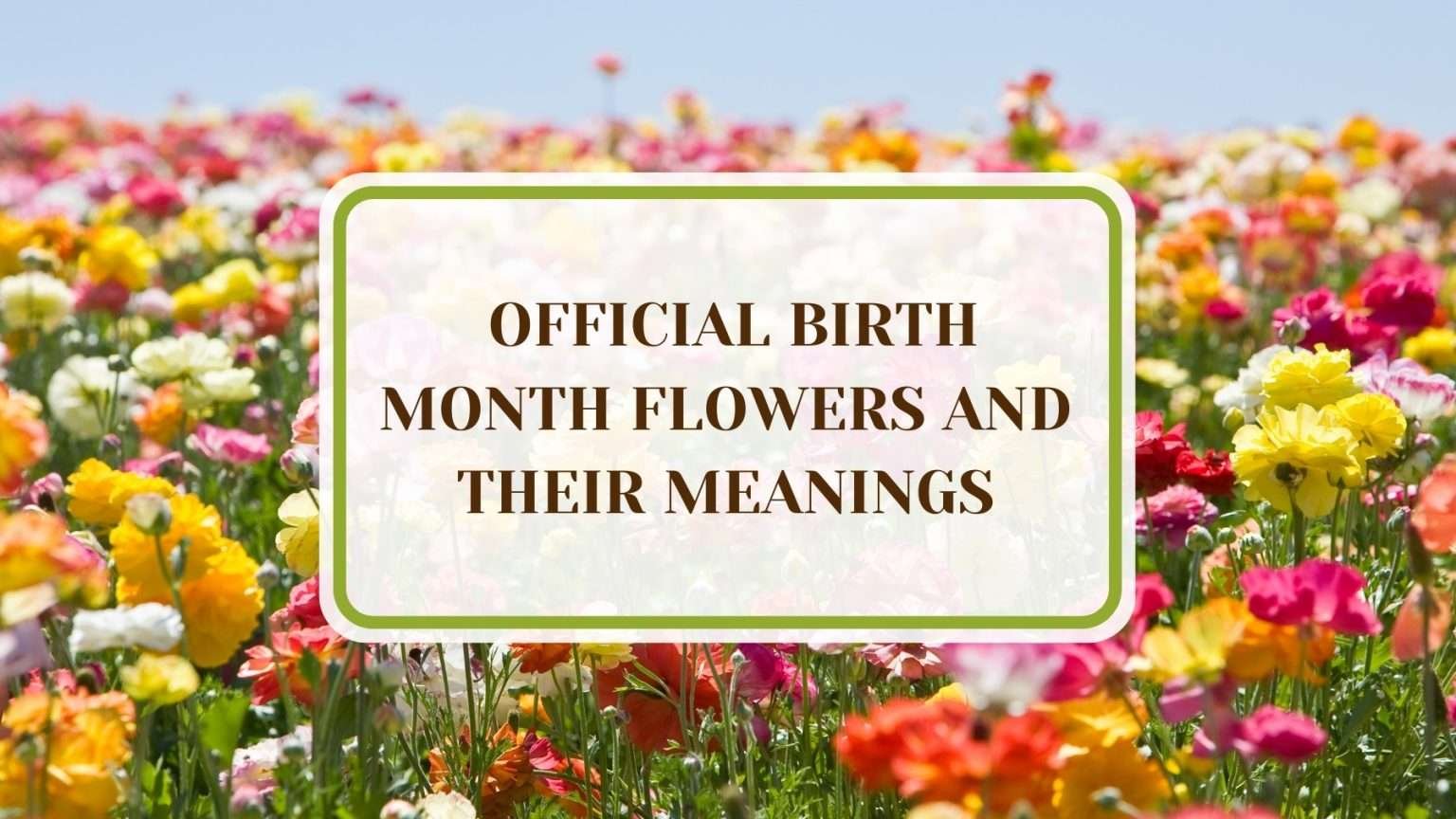 12 Official Birth Month Flowers and Their Meanings - Plant America