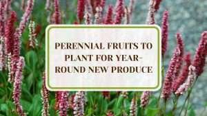 34 Perennial Fruits to Plant for Year-Round New Produce - Plant America
