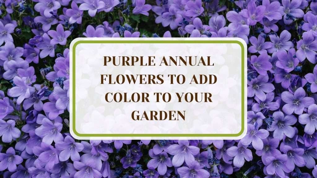 22 Purple Annual Flowers to Add Color to Your Garden - Plant America