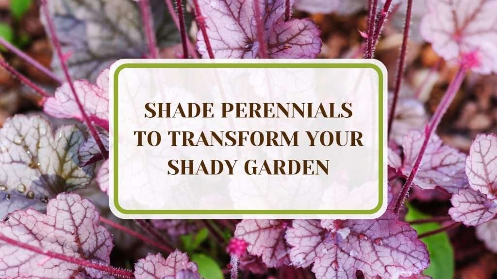 25 Shade Perennials to Transform Your Shady Garden - Plant America