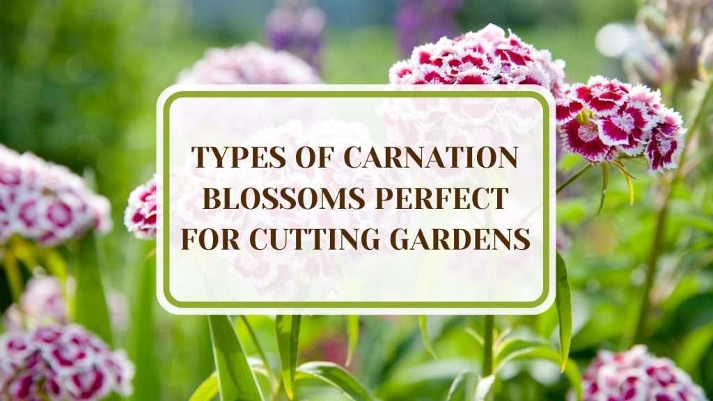 21 Types of Carnation Blossoms Perfect for Cutting Gardens - Plant America