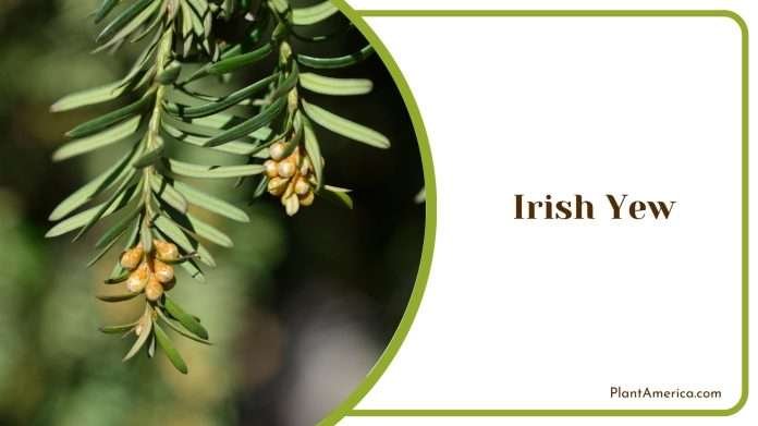 6 Types of Yew Varieties to Consider for Your Garden - Plant America