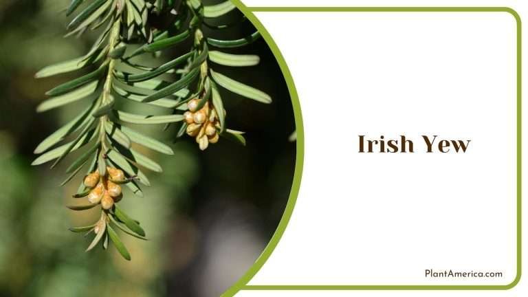 6 Types of Yew Varieties to Consider for Your Garden - Plant America