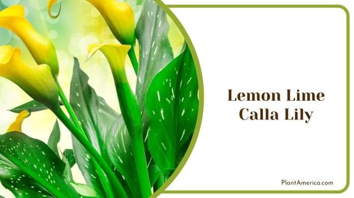 18 Calla Lily Colors To Beautify Your Green Garden Beds - Plant America