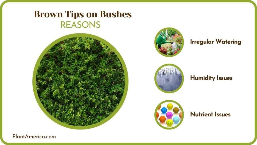 Brown Tips on Bushes: Why They Appear and How to Treat - Plant America