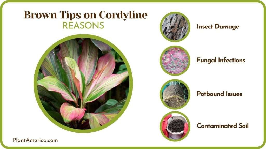 Brown Tips on Cordyline: Complete Prevention Guide - Plant America