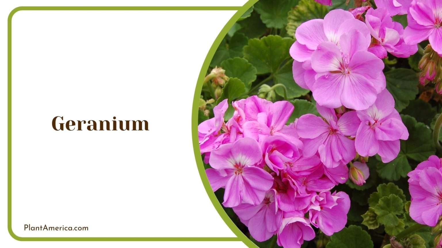 24 Purple Flower Names Perfect for Your Spring Garden - Plant America