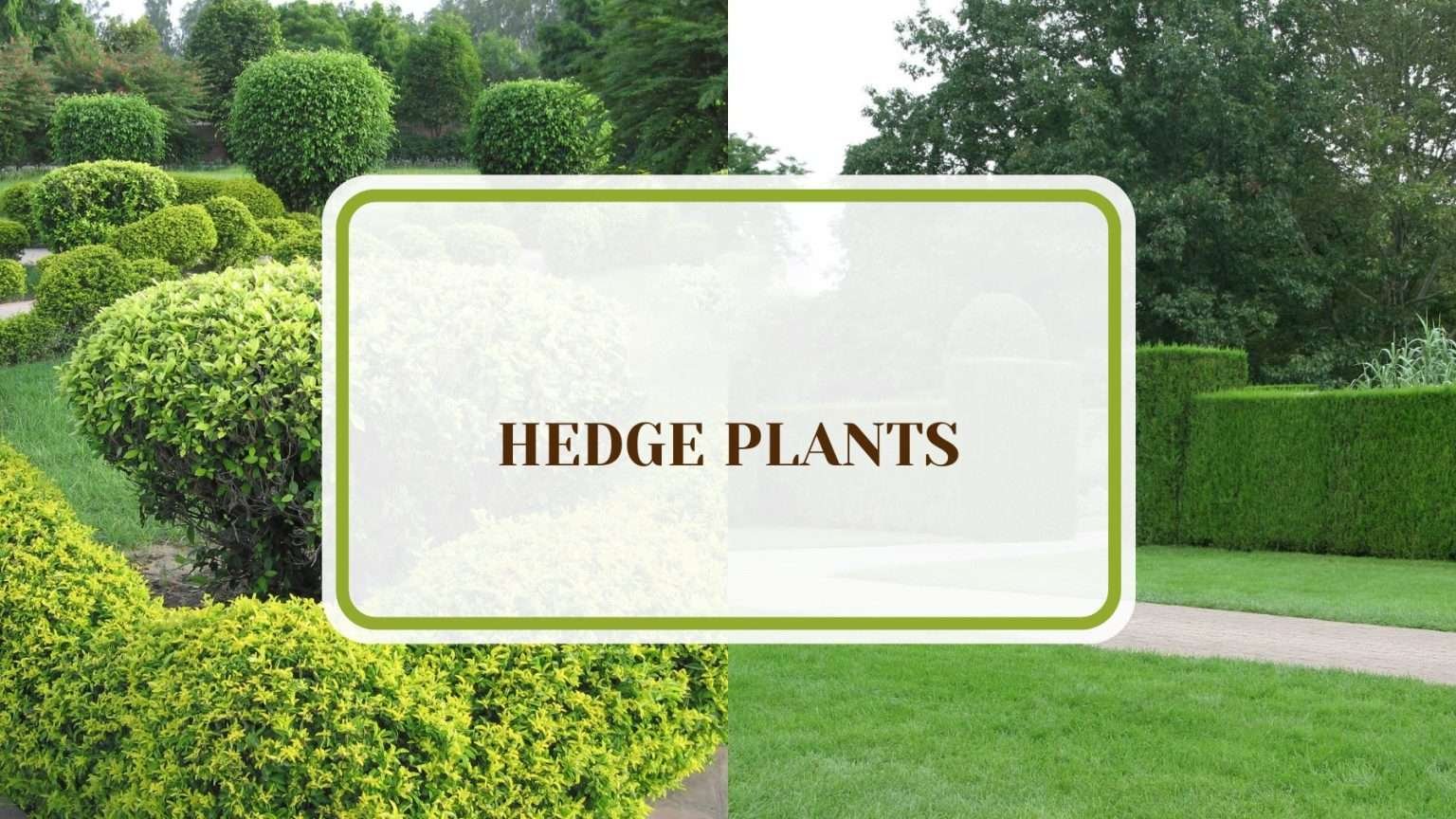 20 Hedge Plants That Add Instant Privacy and Floral Beauty - Plant America