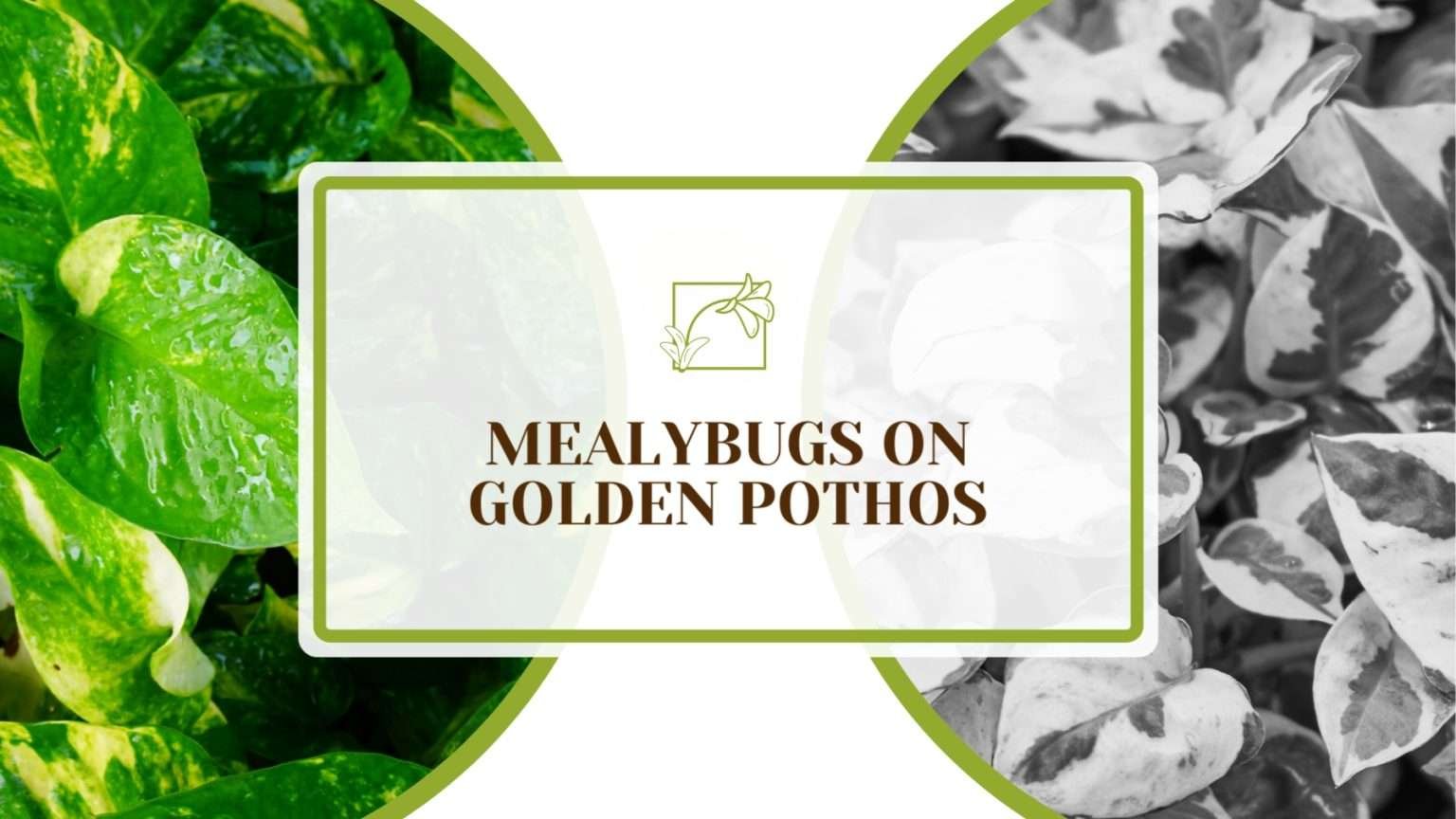 Mealybugs on Golden Pothos — Easy Identification and Management Guide ...