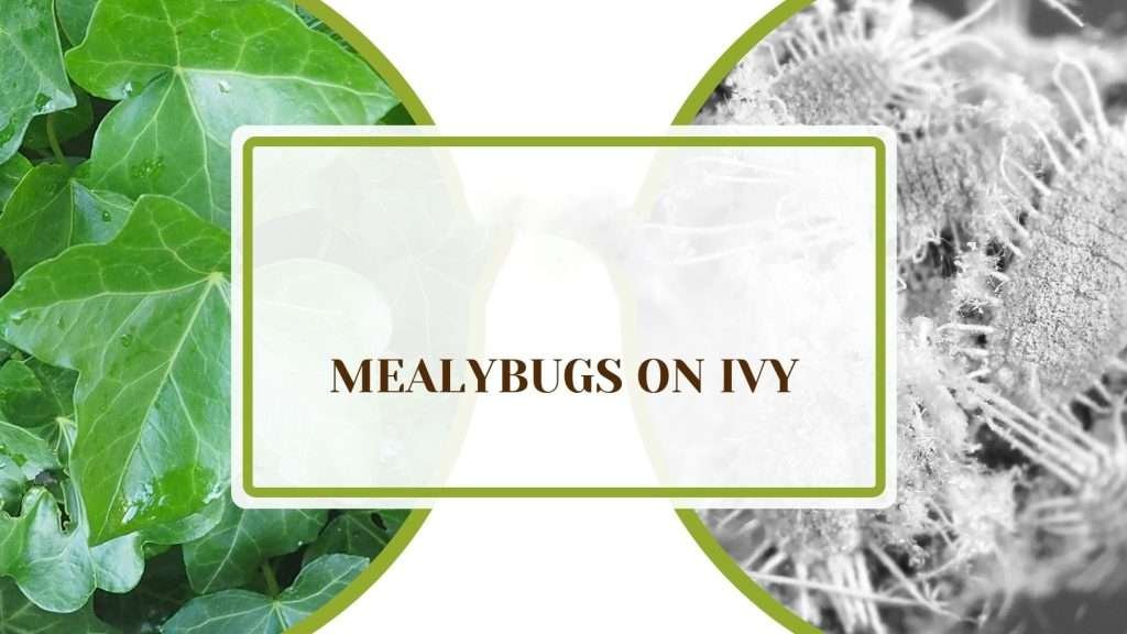 Mealybugs on Ivy: Expert Solutions for a Pest-Free Garden - Plant America