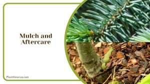 How to Transplant Spruce Trees: 12 Vital Steps for You - Plant America