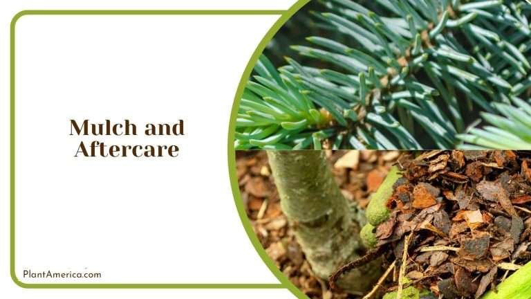 How to Transplant Spruce Trees: 12 Vital Steps for You - Plant America
