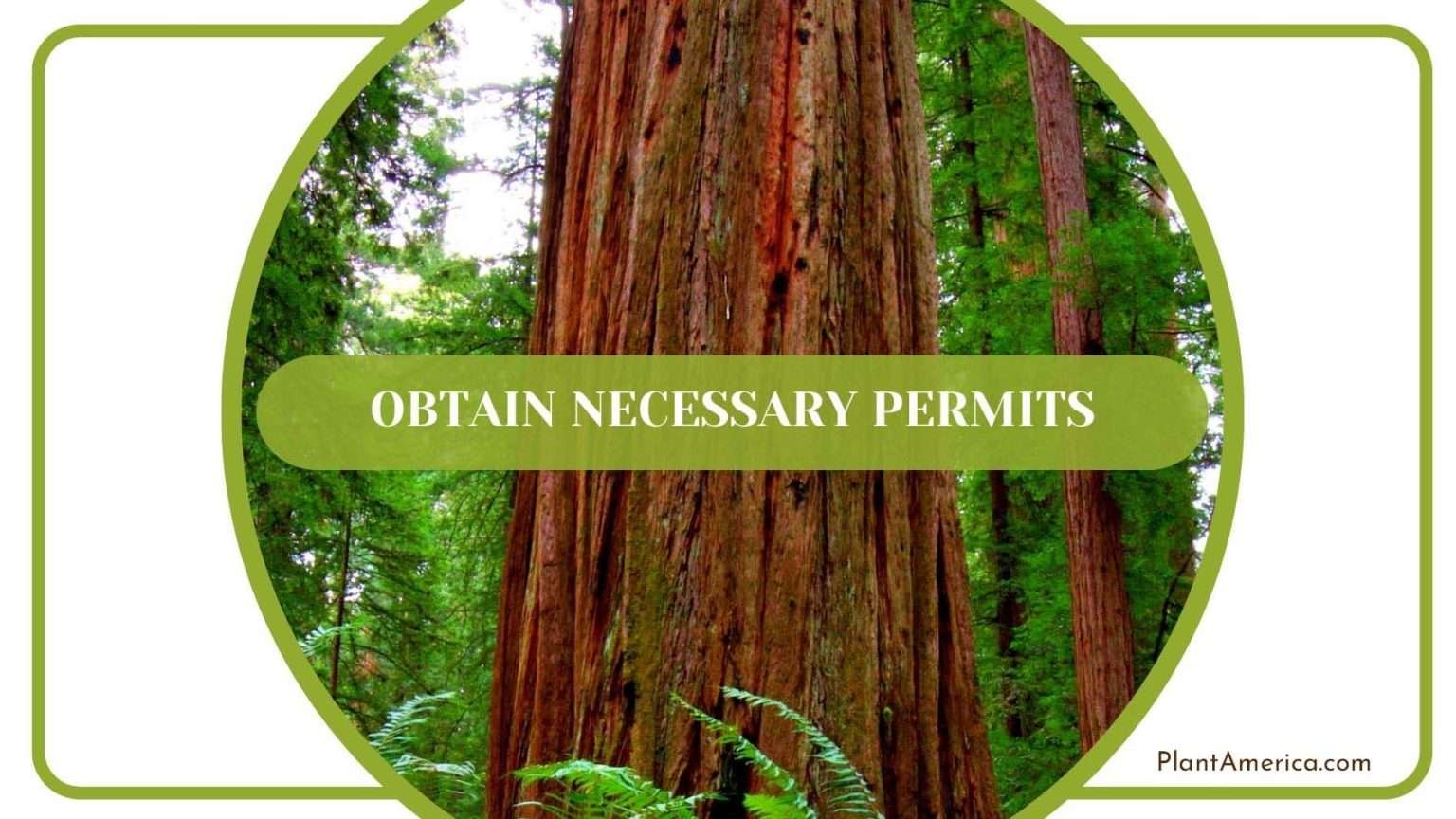 How to Transplant Redwood Trees Safely and Successfully - Plant America