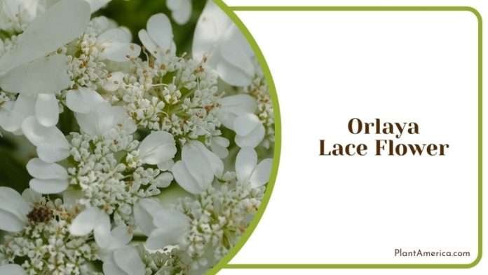 20 Varieties of Baby’s Breath Flowers You May Not Know - Plant America