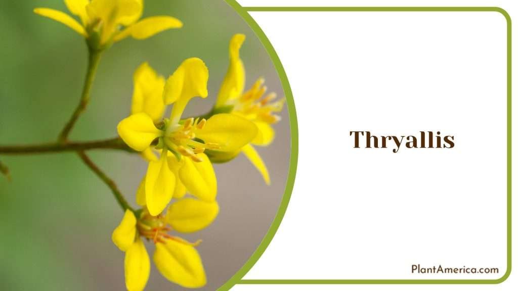20 Tropical Plants in Florida that Thrive Beautifully in Summer - Plant ...