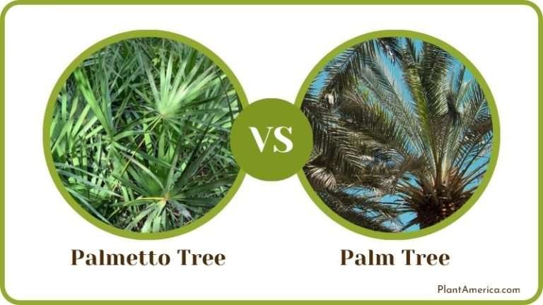 Palmetto Tree Vs Palm Tree: How Different Are These Trees - Plant America