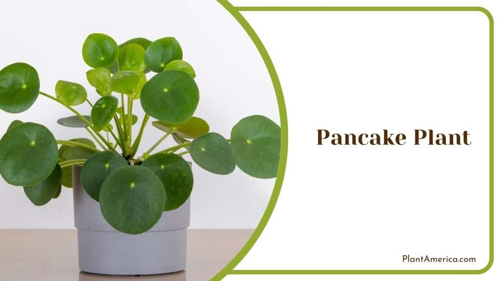 23 Non-Toxic Houseplants That Help Purify And Beautify Homes - Plant ...